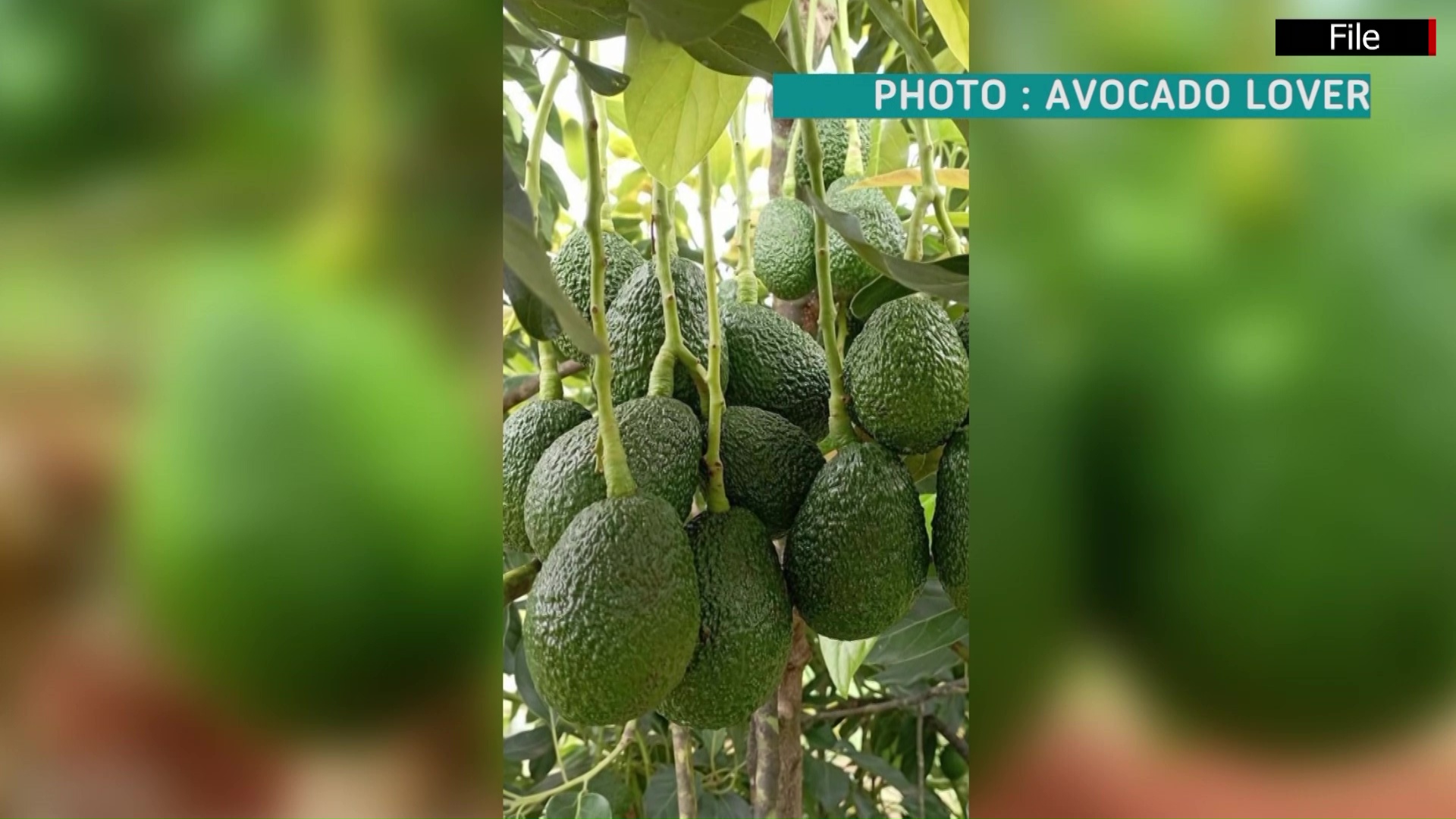 avocados – One News Myanmar