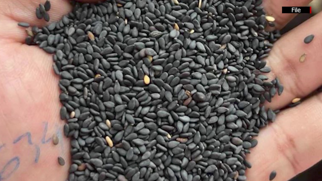 About 6,000 tonnes of various sesame seeds exported in 3 months – One ...