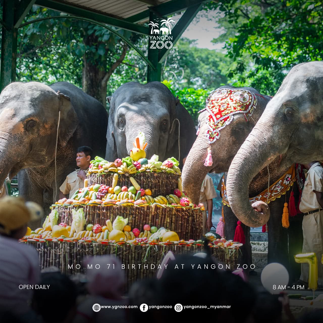 Yangon Zoo to host the 72nd birthday of the elephant Mo Mo – One News ...