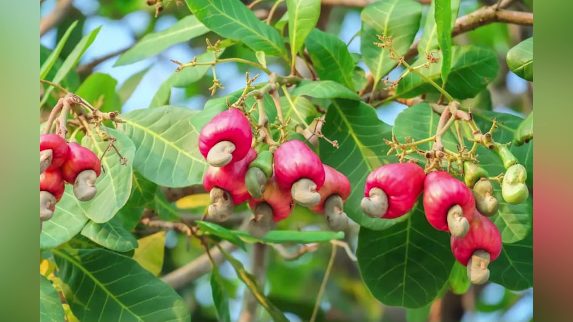 Uncultivated lands to be reclaimed and usage rights to be revoked – One ...