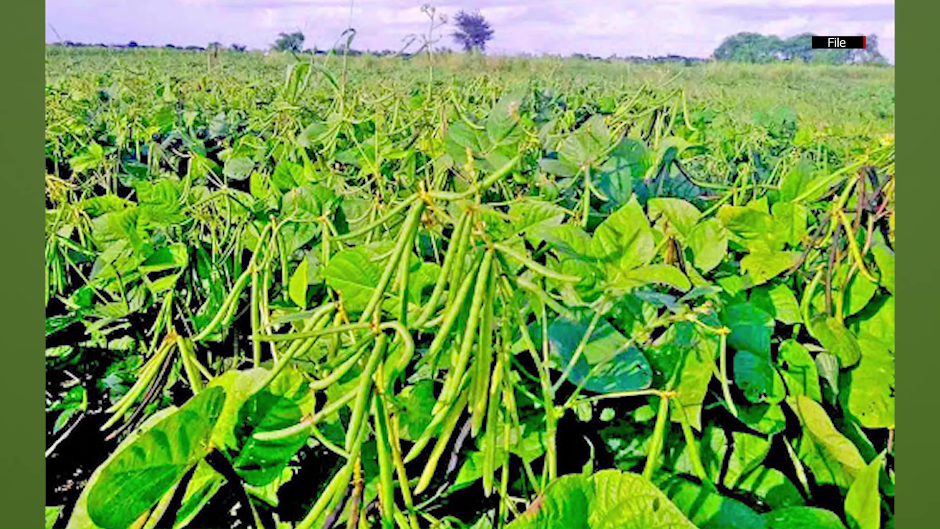 Over 570,000 acres of green mung beans planned to cultivate in Sagaing ...